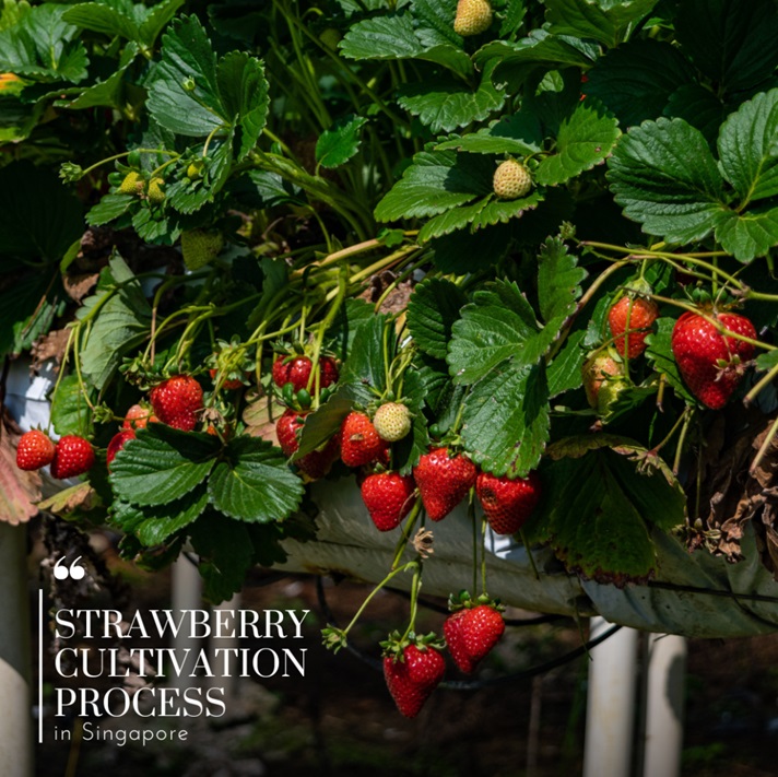 Sweet Journey: Strawberry Cultivation Process in Singapore