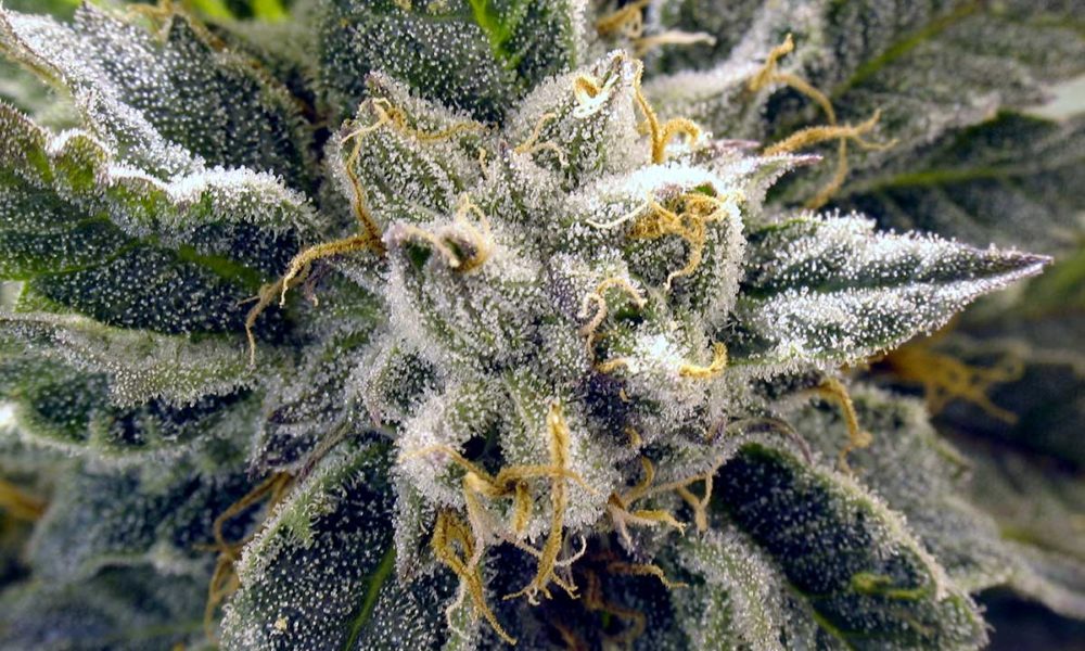 10 REASONS WHY PEOPLE USE MARIJUANA - Health A Bot